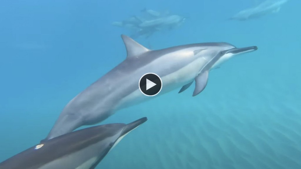 Paddle Boarding with Dolphins, Oahu, Hawaii | Free Wings Foils SUP Surf ...