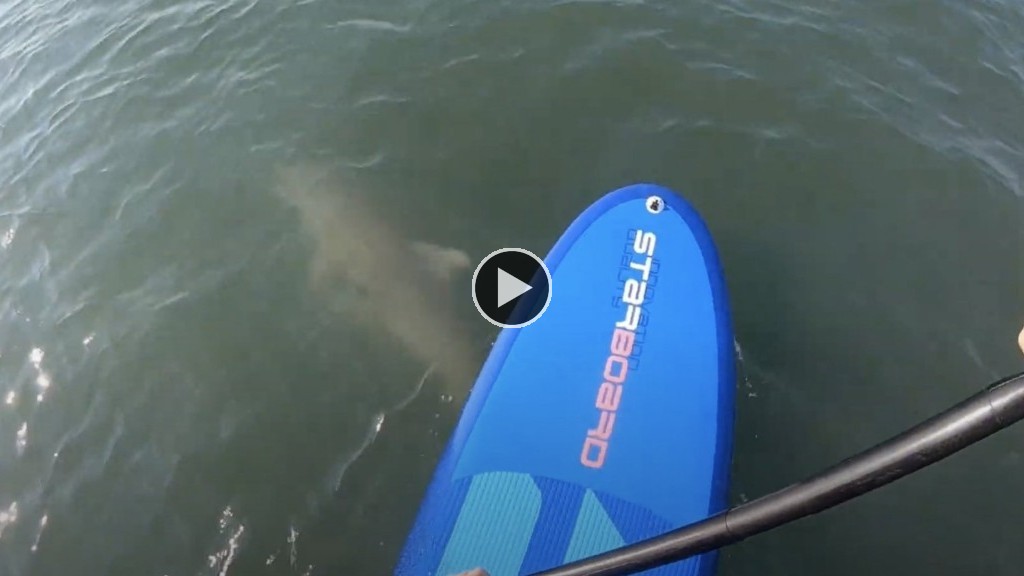 Rainbow and SUP with Dolphins 4th of july 2020 | Free Wings Foils SUP ...