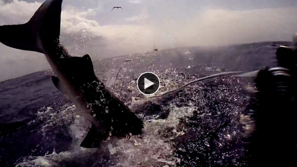 Shark Attack On Spear Fisherman For Yellowfin Tuna At Ascension Island ...