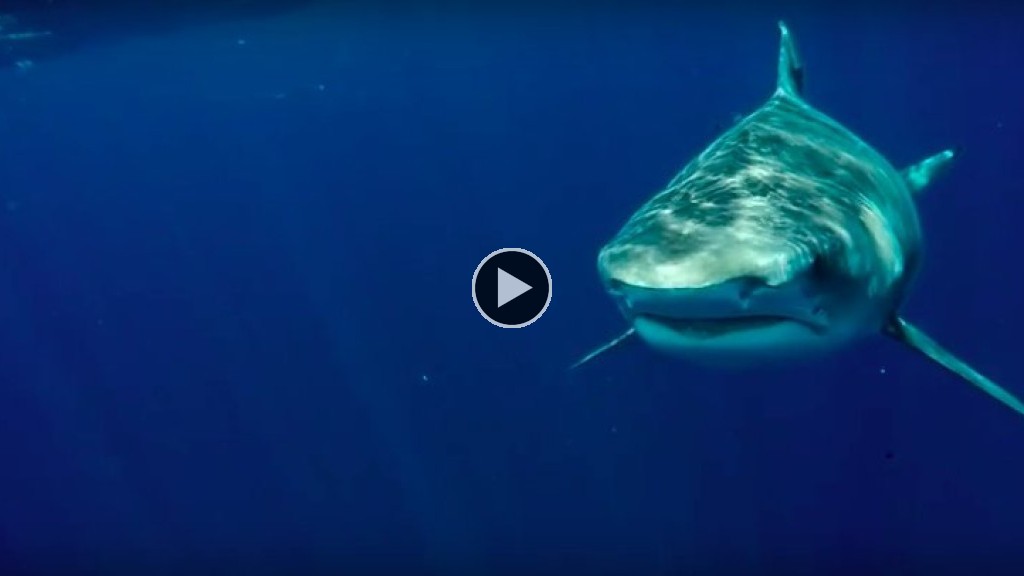 Clark Little vs. Tiger Shark | Shorebreak: The Series | Free Wings ...